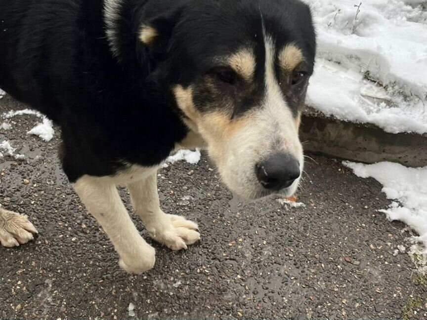 Кому нужен большой друг с добрым сердцем