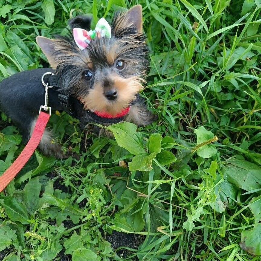 Йоркширский терьер мини