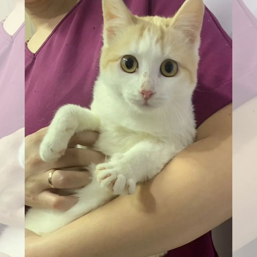 Котёнок в добрые руки