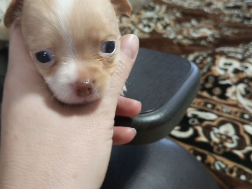 Щенки чихуахуа