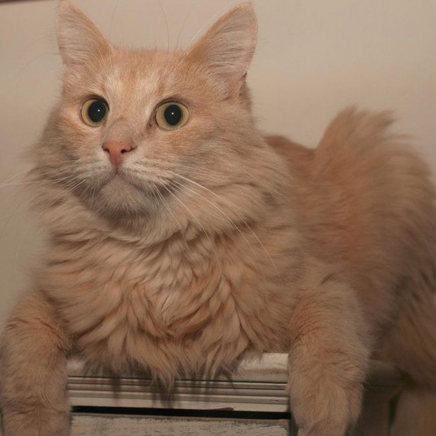 Взрослый кот в добрые руки