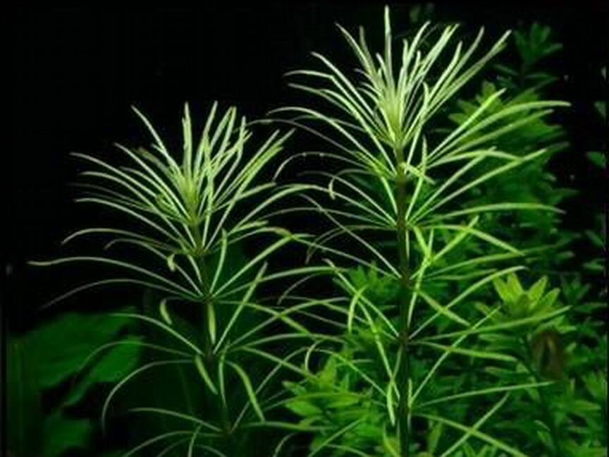 Живые растения для аквариума
