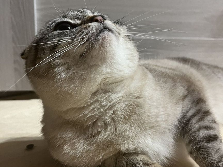 Кошка на вязку