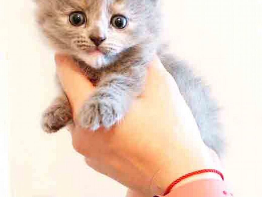 Милейшие котята разных расцветок)