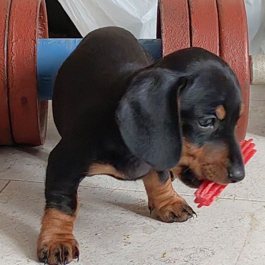 Такса щенок