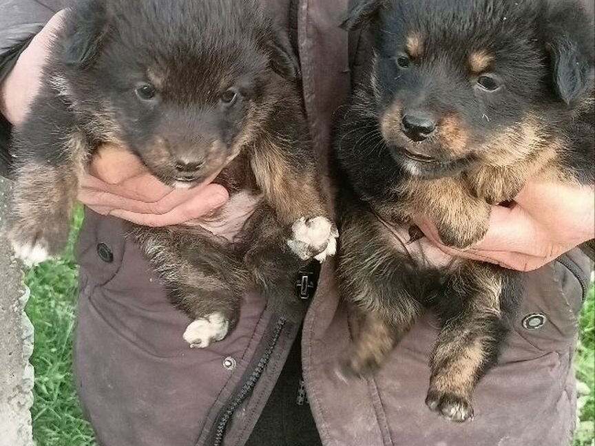 Щенки пастушки