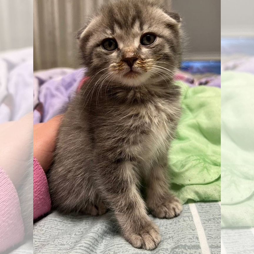 Шотландский вислоухий короткошёрстный котёнок