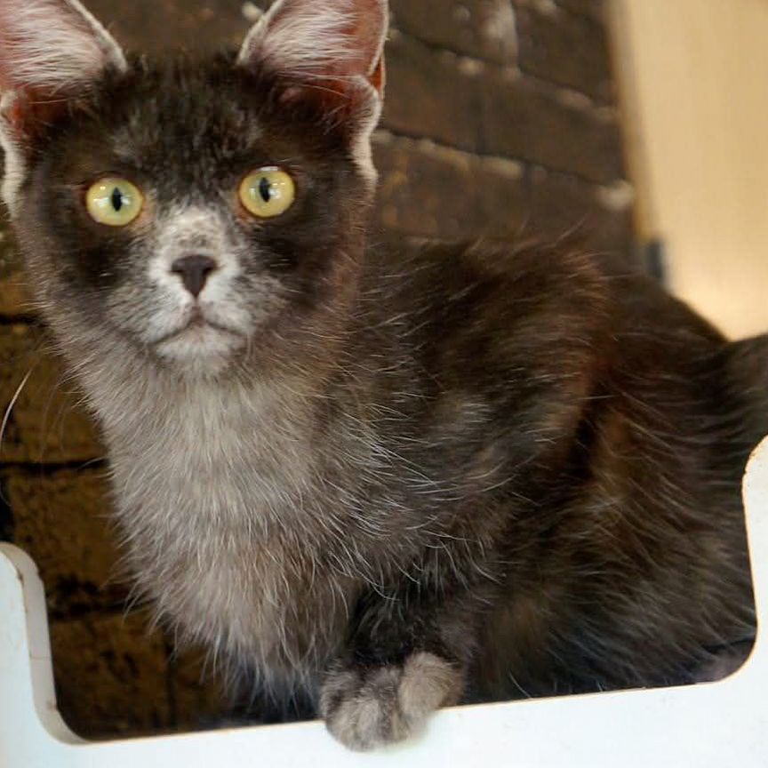 Котёнок от частного владельца