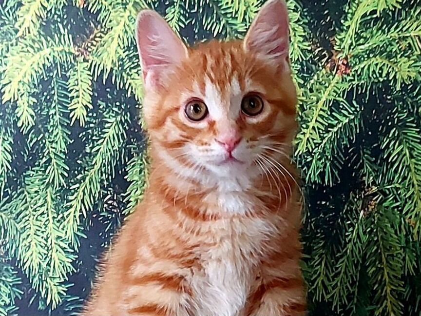 Кот курильский бобтейл