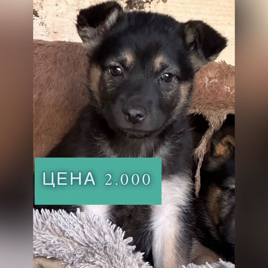 Щенок овчарки