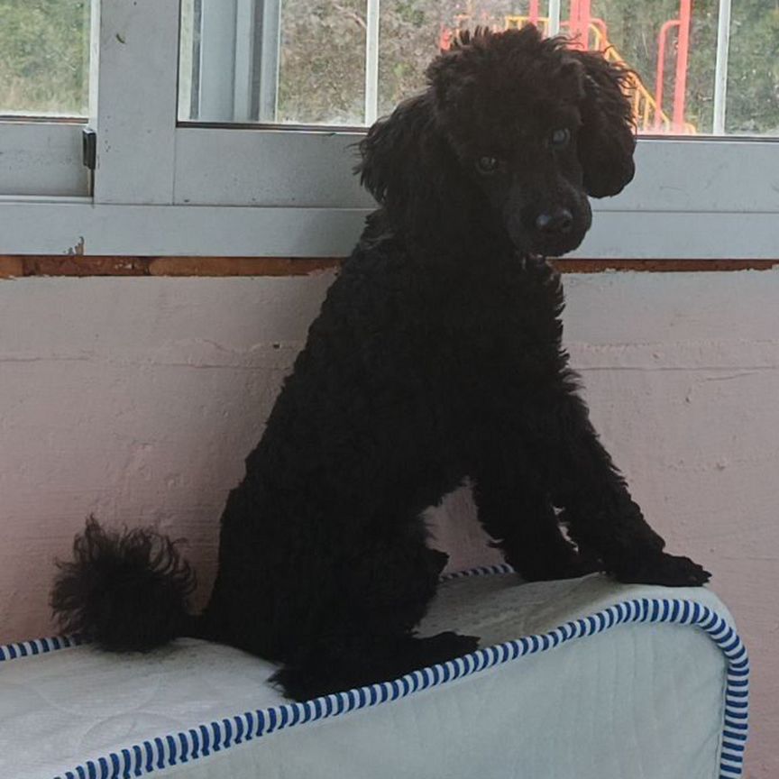 Той-пудель, щенок