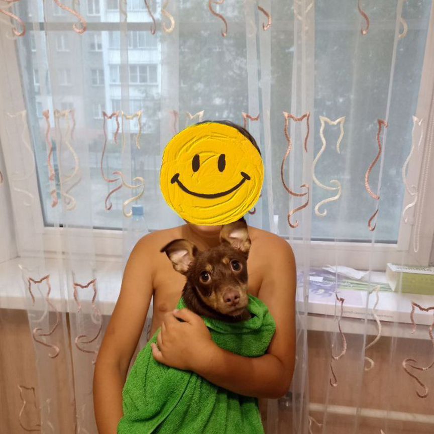 Маленькая умная собачка