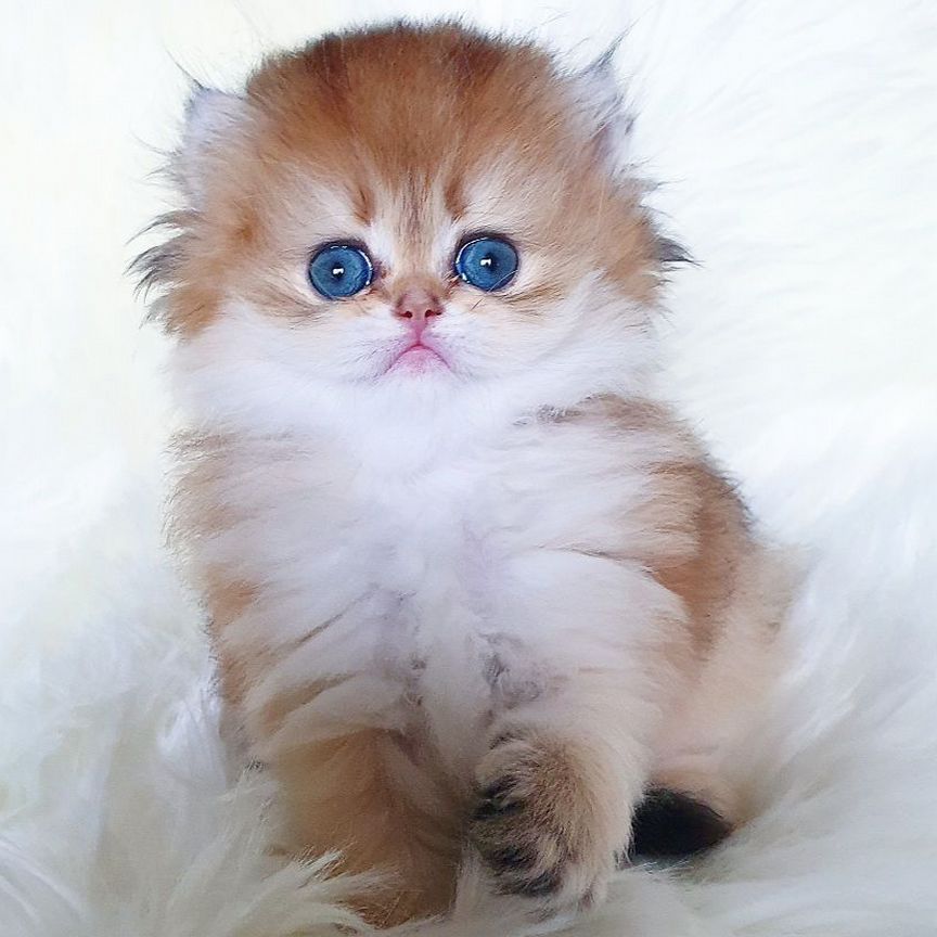 Британский длинношёрстный котёнок