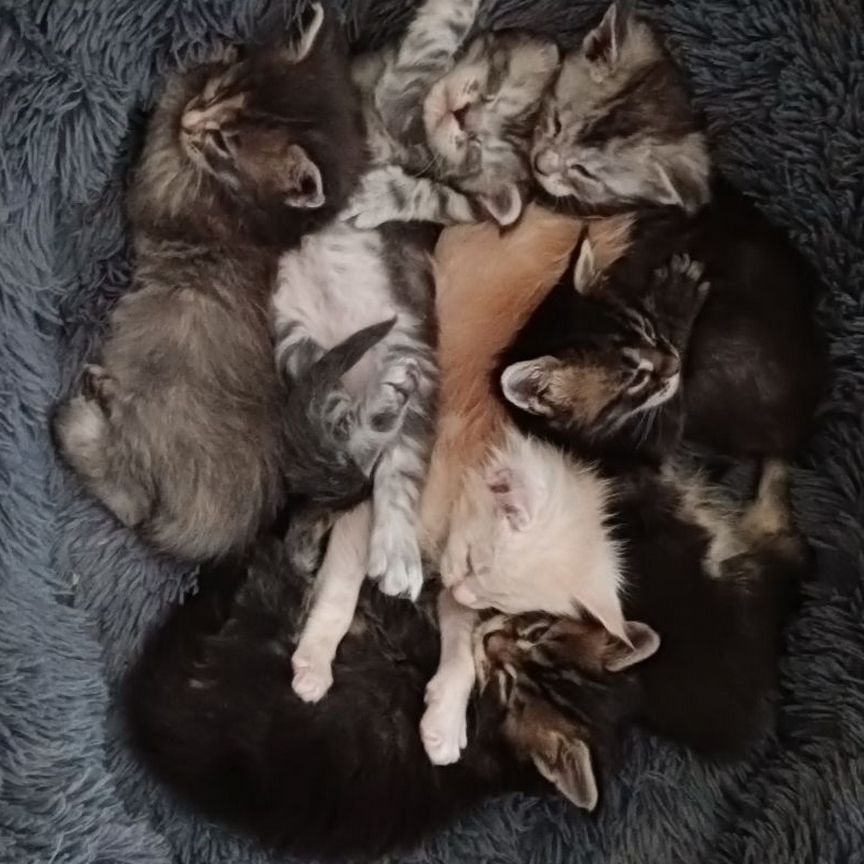 Мейн-кун котёнок