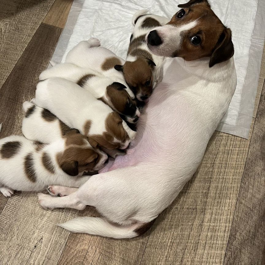 Щенки Джек - Рассел - Терьер