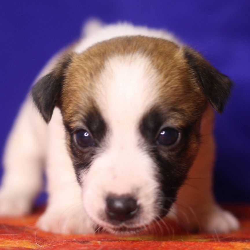 Джек-рассел-терьер, щенок