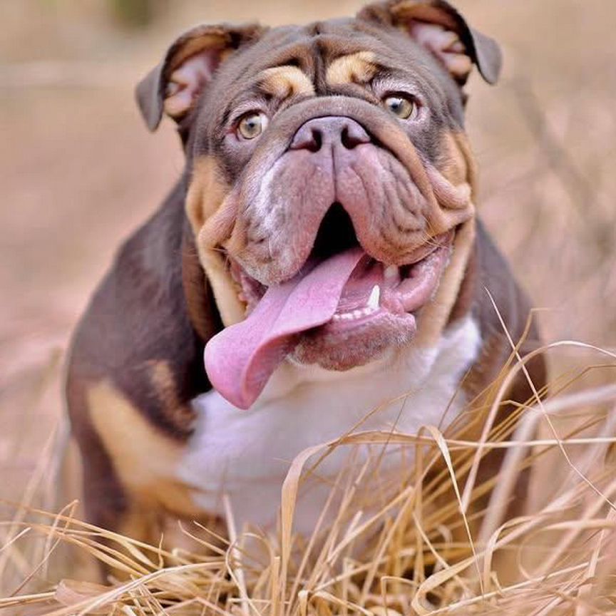 Английский бульдог, взрослая собака