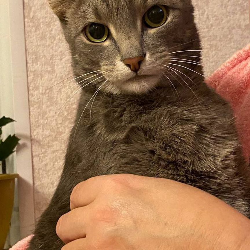 Отдают бесплатно