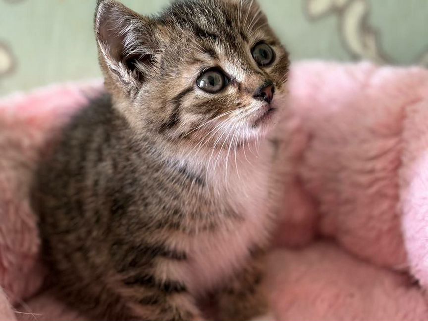 Котёнок из приюта ищет дом