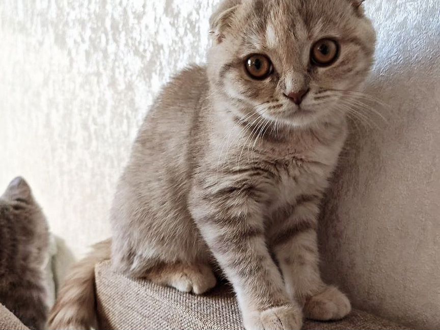 Шотландская