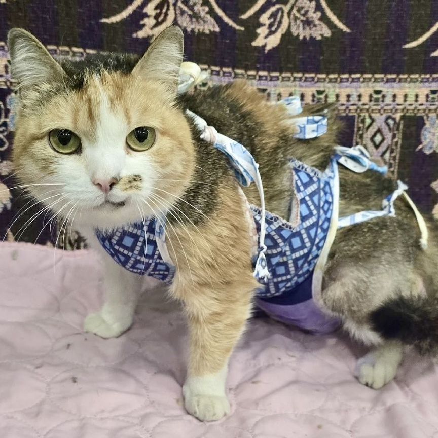 Взрослая, кошка в добрые руки