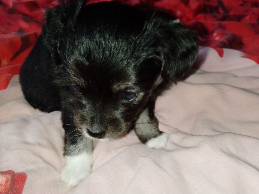 Собака в добрые руки отдам бесплатно