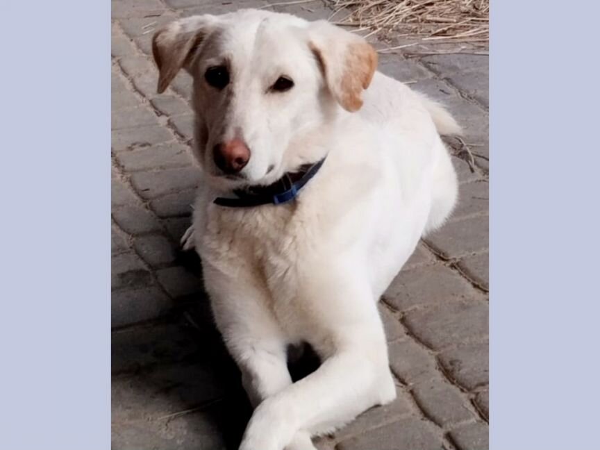 Я не верю, что её кто-то возьмёт домой