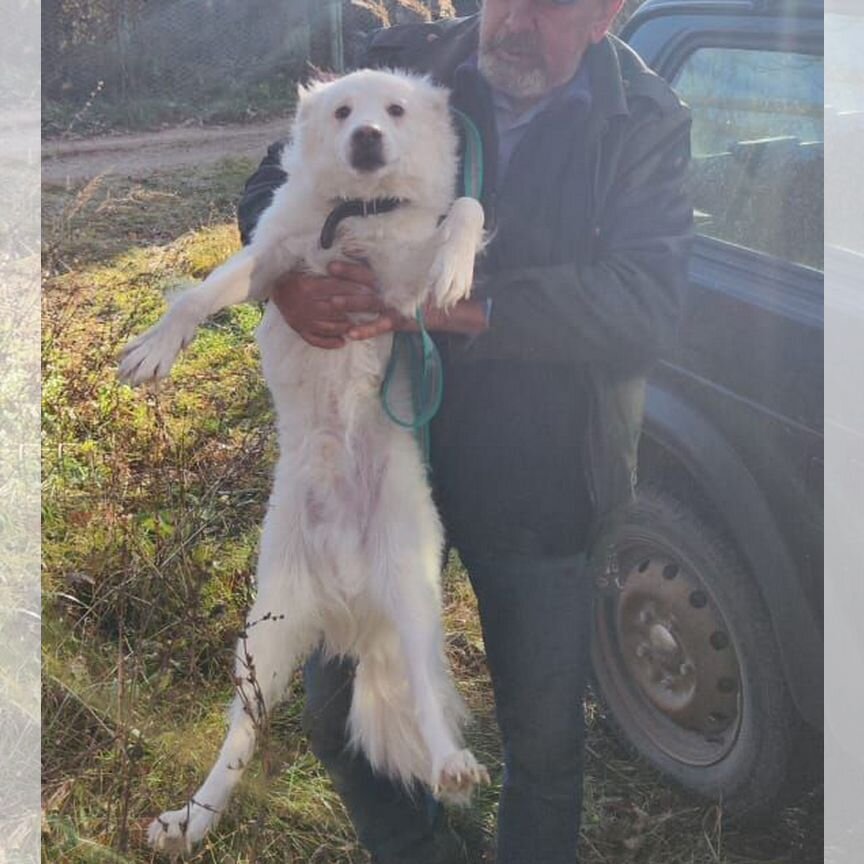 Кобель средних размеров в добрые руки