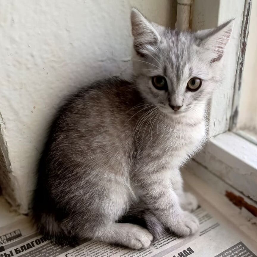Котенок