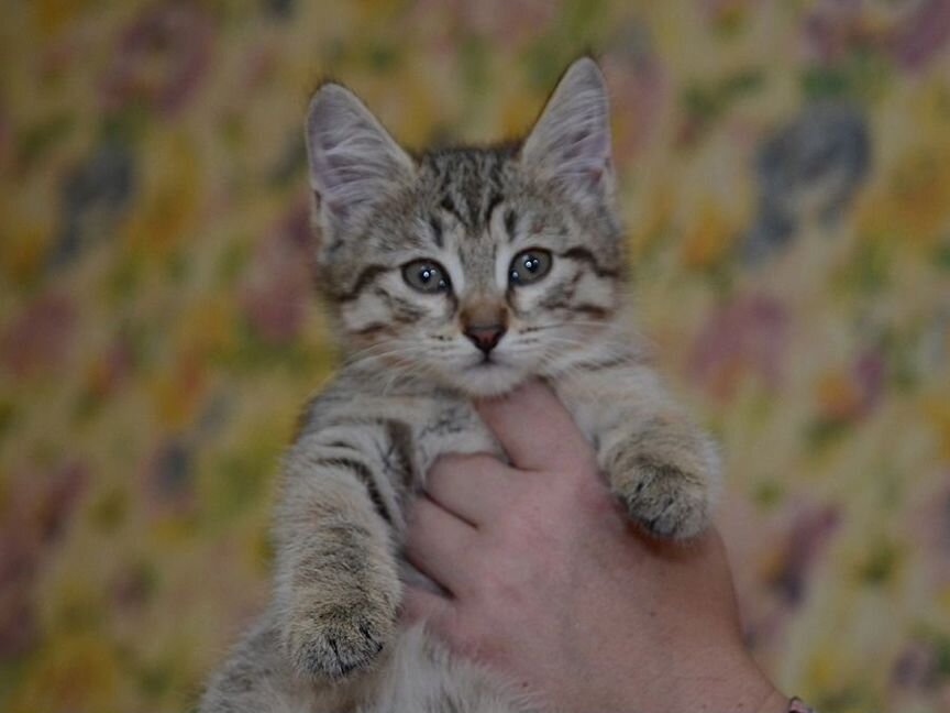 Котенок Ладушка, 3 месяца, стерилизована