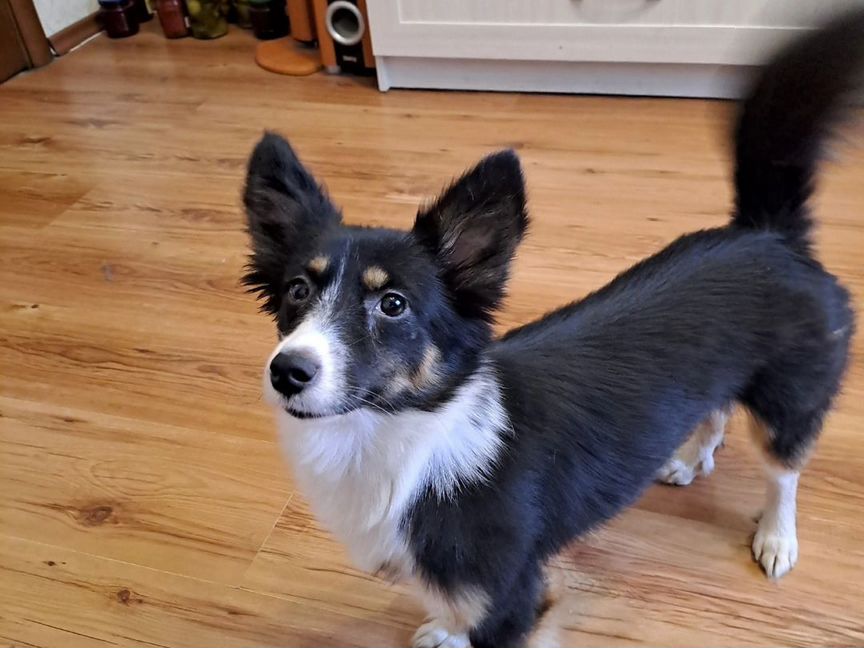 Маленькая собака в добрые руки