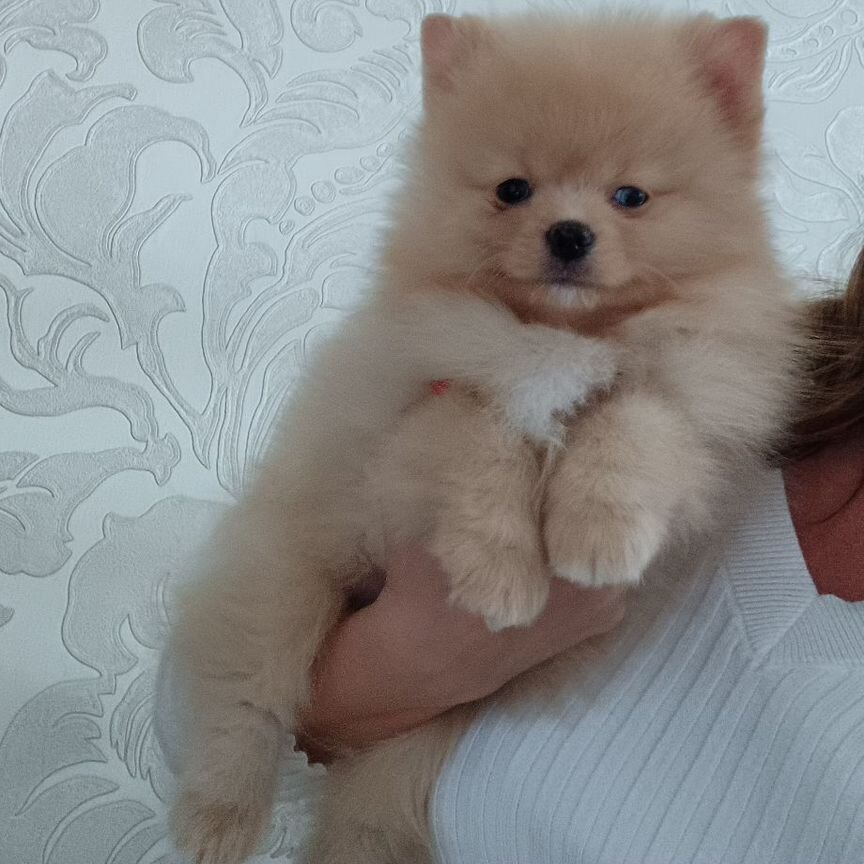 Шпиц солнышко