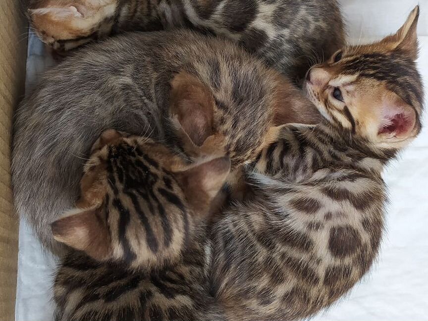 Бенгальские котята