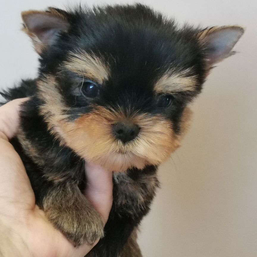 Йоркширский терьер