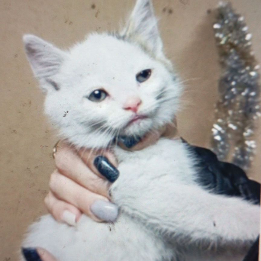 Котëнок в добрые руки