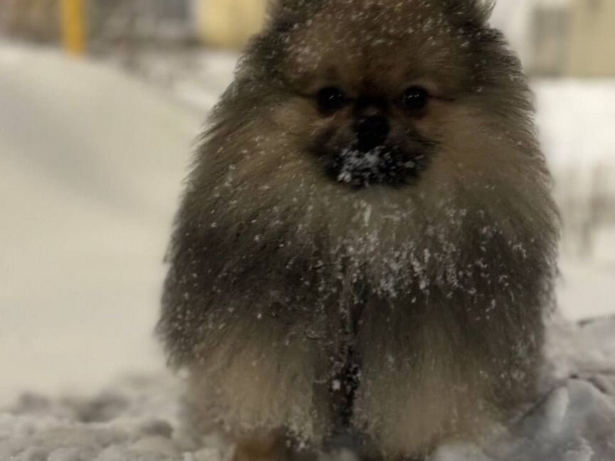 Померанский шпиц мини вязка