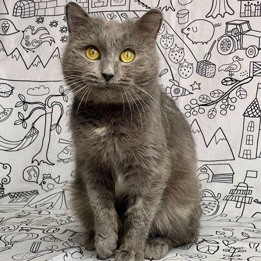 Кошечка ищет дом(стерилизованная)