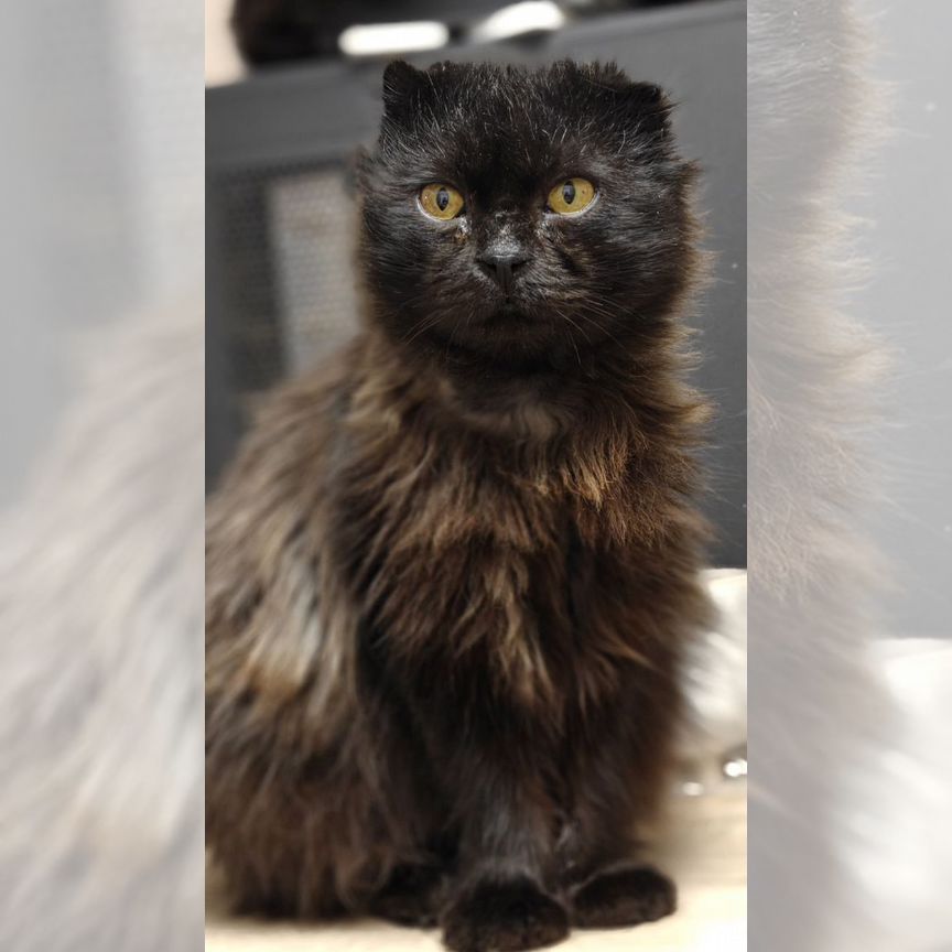 Взрослый кот в добрые руки