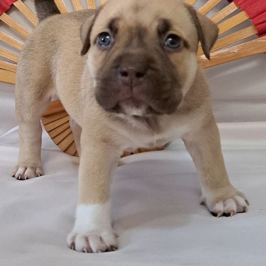 Американский булли