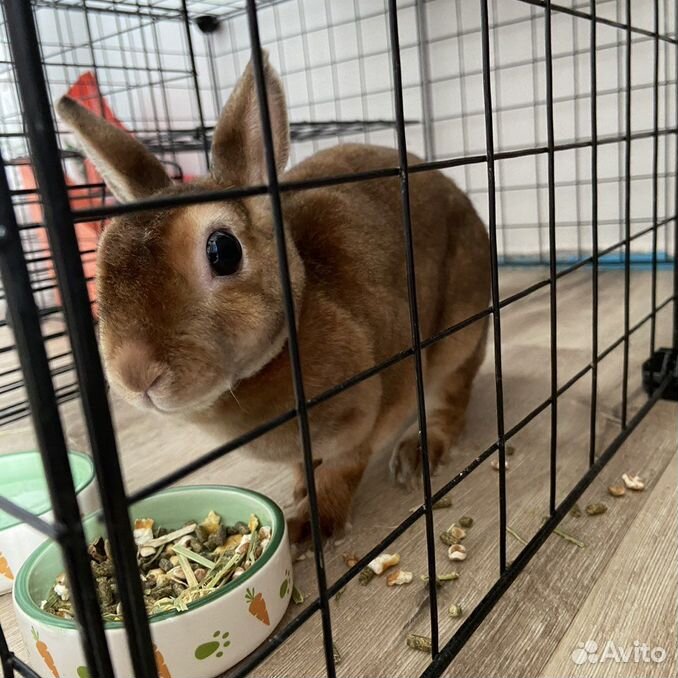 Кролик декоративный рекс