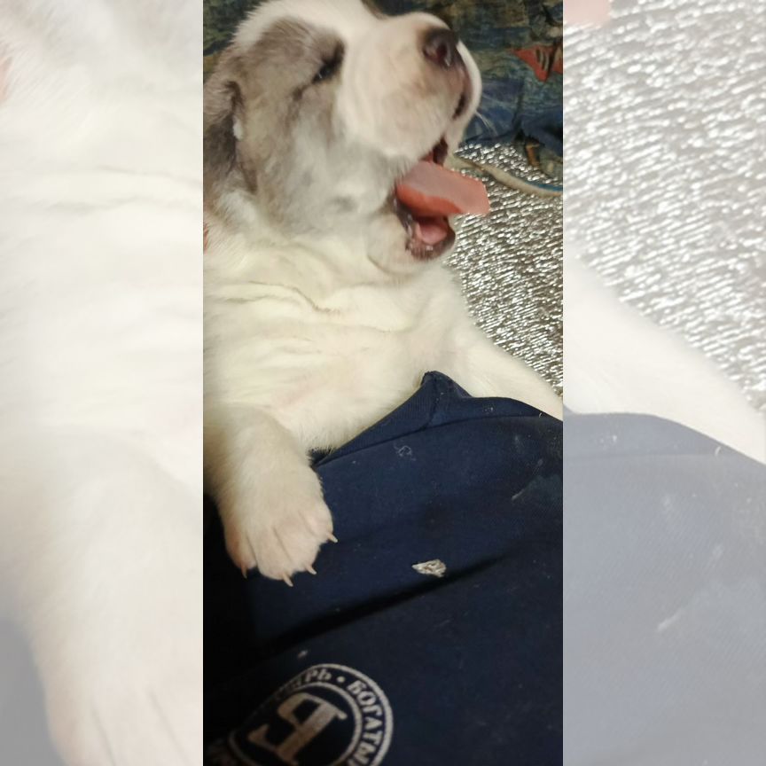 Средняя азиатской овчарки