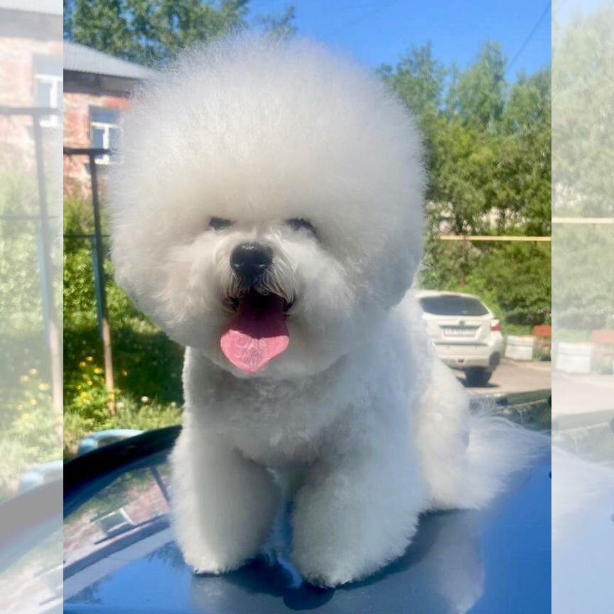 Бишон фризе, щенок