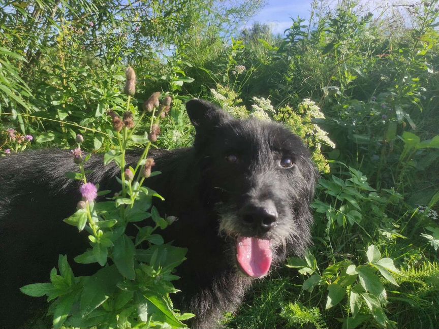 Пират ищет дом