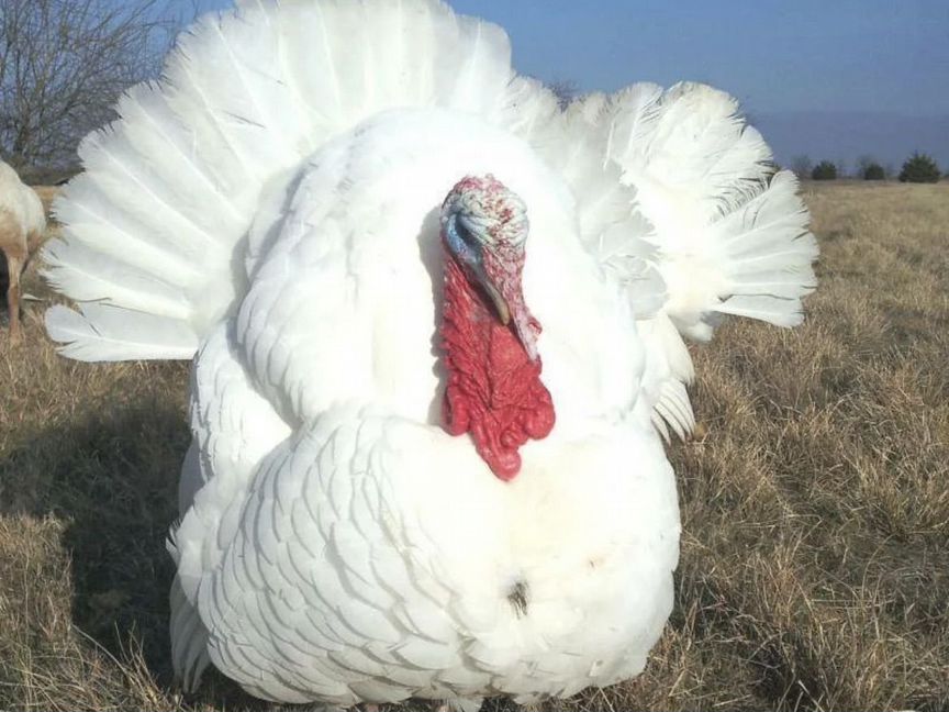 Индюки на мясо