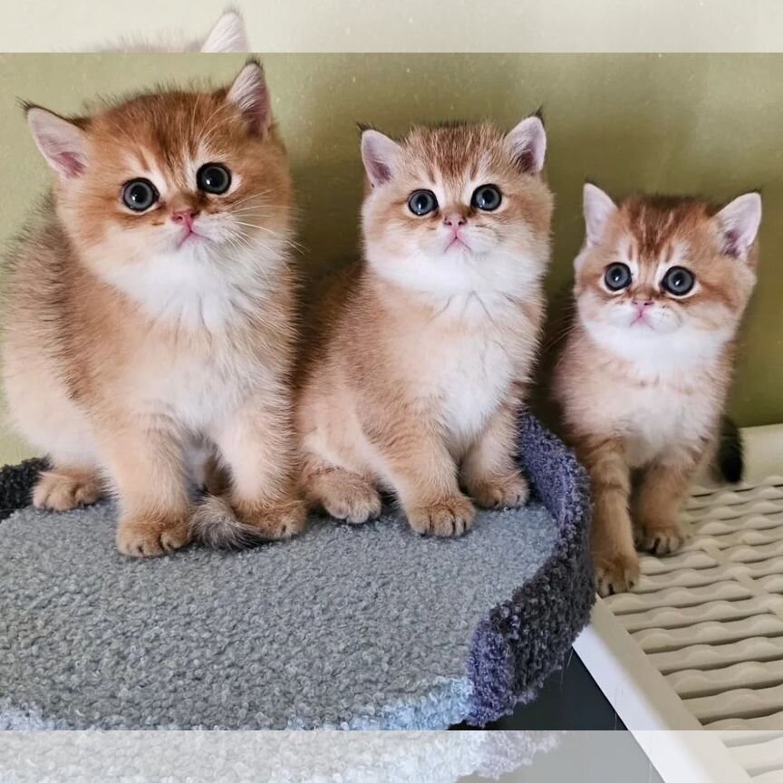 Британский короткошёрстный котёнок