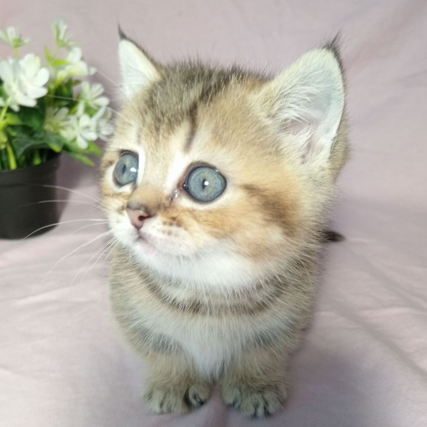Котятки минилапки