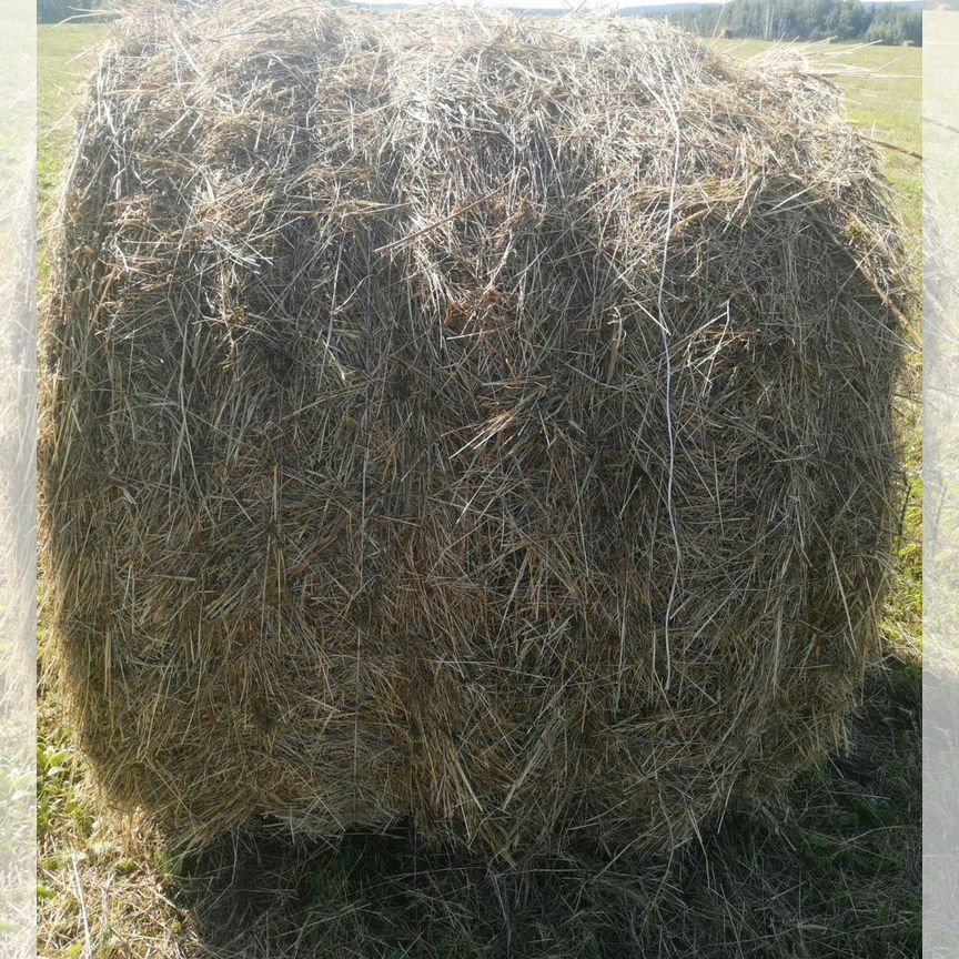 Продам сено в рулонах