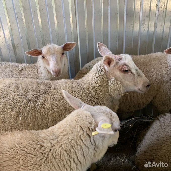 Баран Тексель + Южная мясная порода
