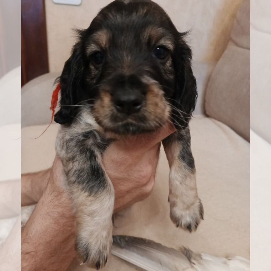 Щенки русского охотничего спаниеля