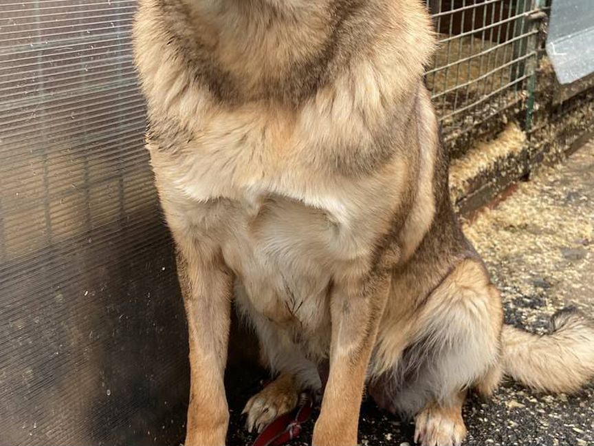 Луша в добрые руки из приюта